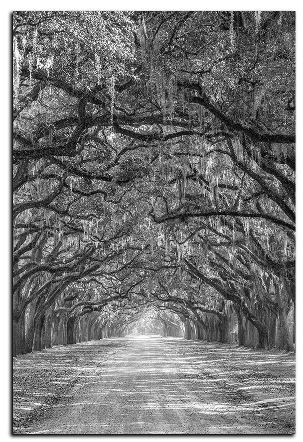 Obraz na plátně - Historické dubové stromy lemované polní cestou - obdélník 7239QA (90x60 cm  )