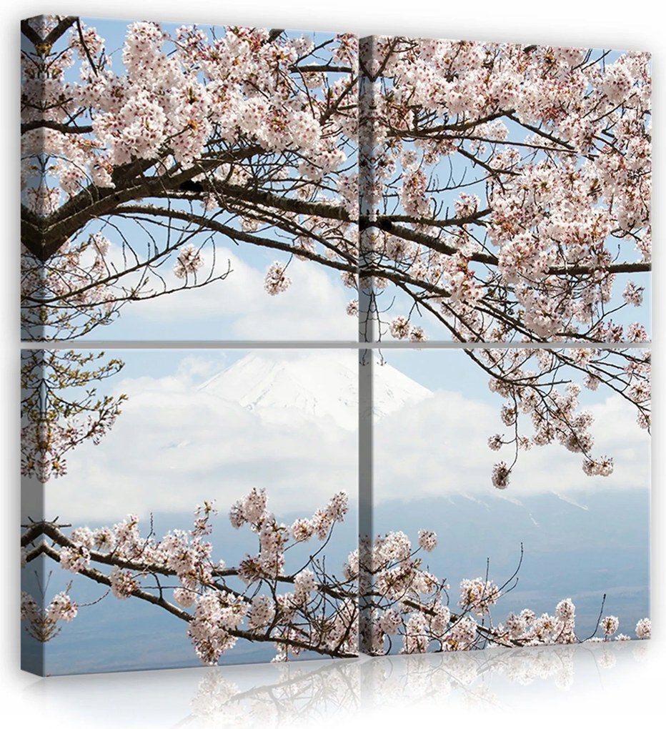 Obraz 50x50 Sakura kvetení třešní Fuji Japonsko jaro krajina příroda