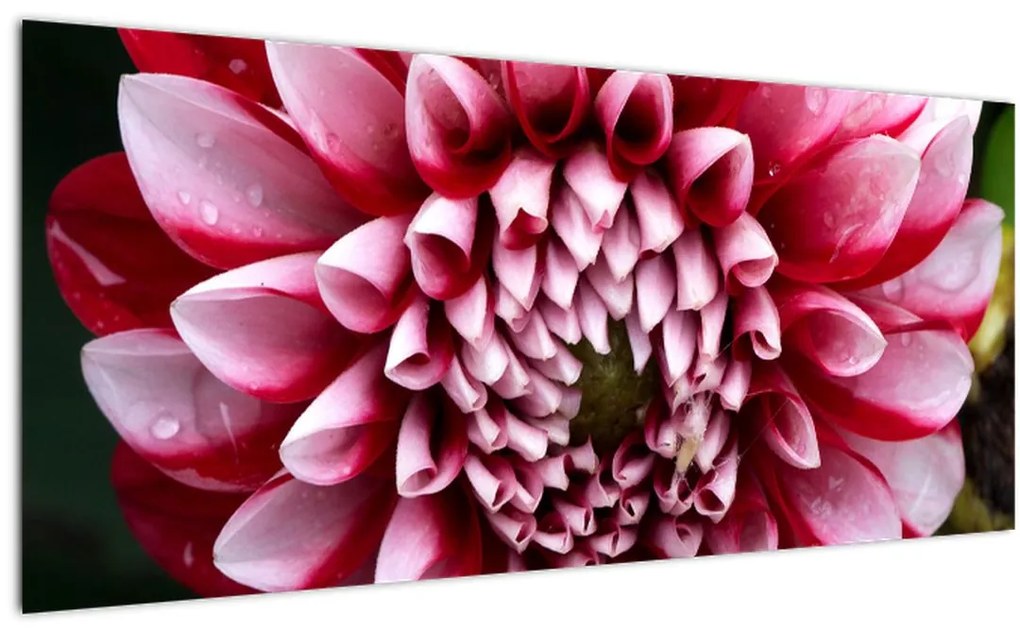 Obraz růžové jIřiny (100x40 cm), 40 dalších rozměrů