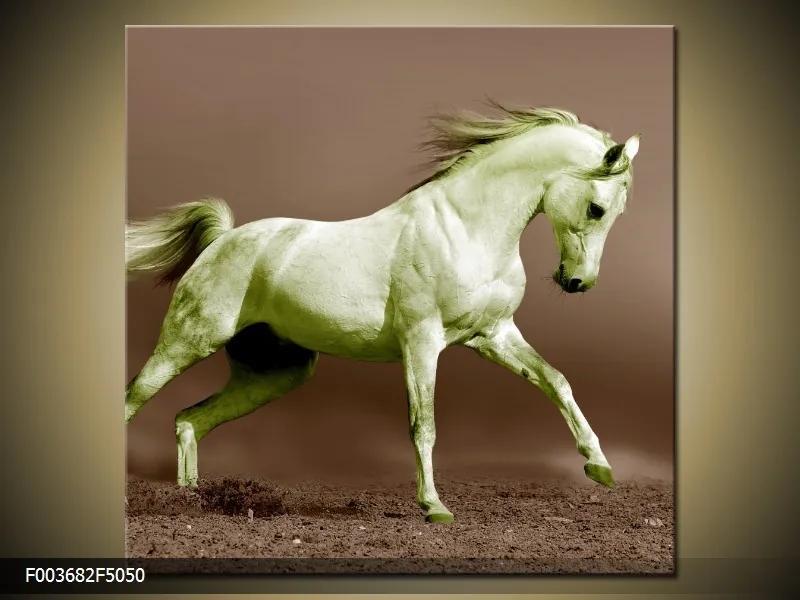 Obraz na plátně Bílý kůň, Čtverec 50x50cm 842 Kč