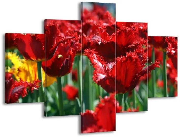 Střapené červené tulipány 100x70 cm