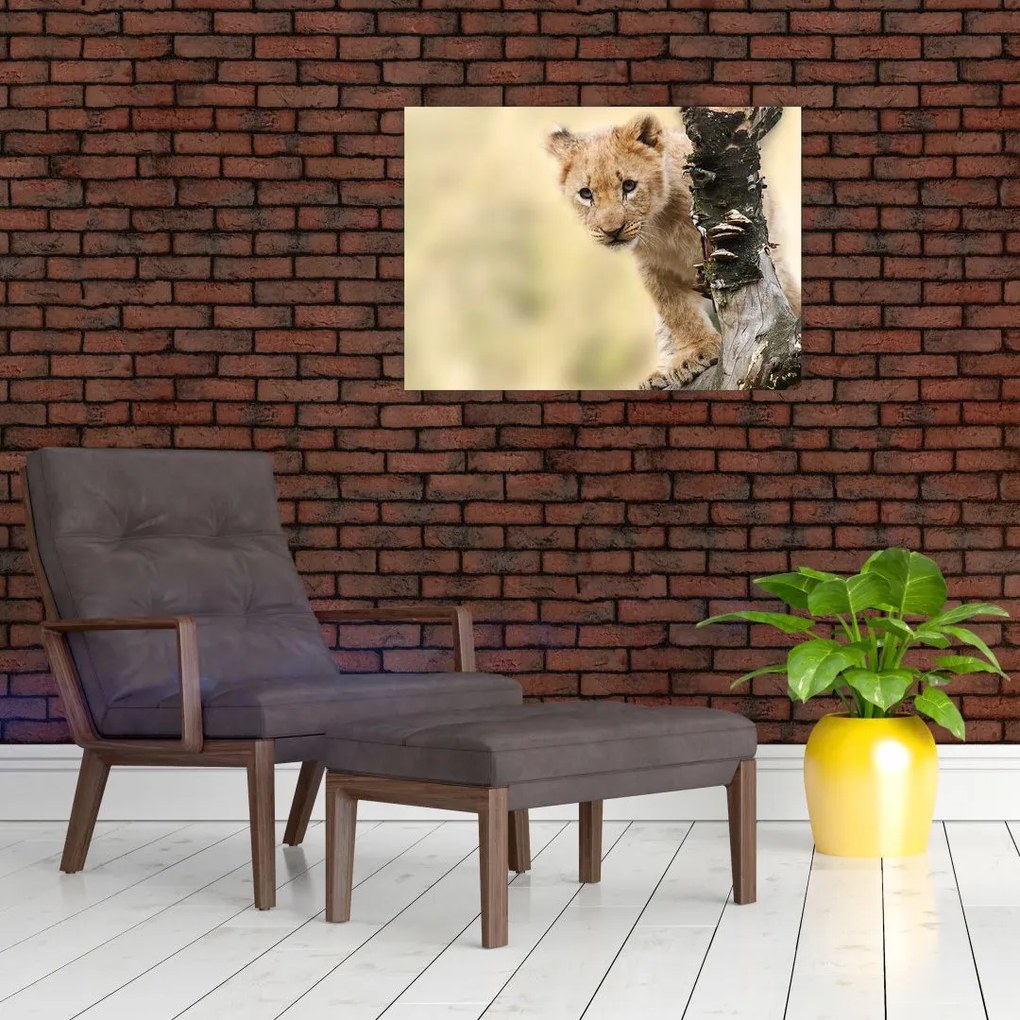 Skleněný obraz lvíčete (70x50 cm)