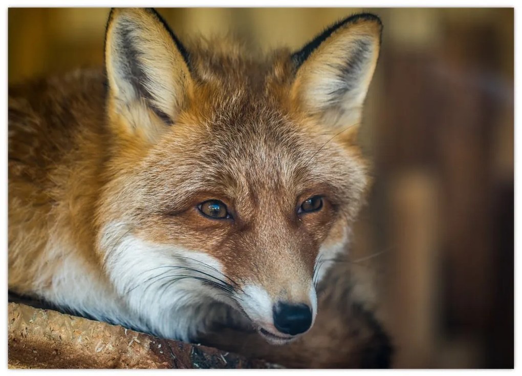 Skleněný obraz lišky (70x50 cm)