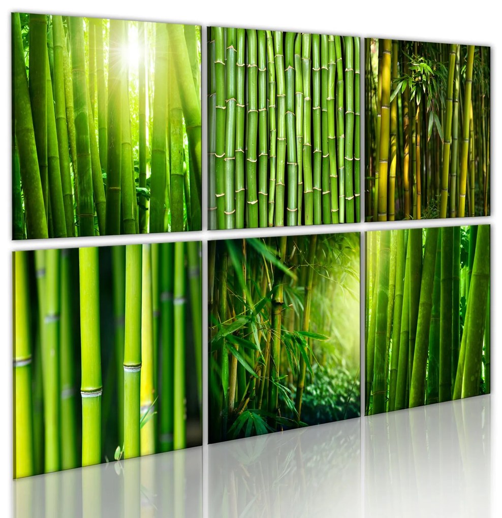 Obraz - Mnoho tváří bambusu 120x80