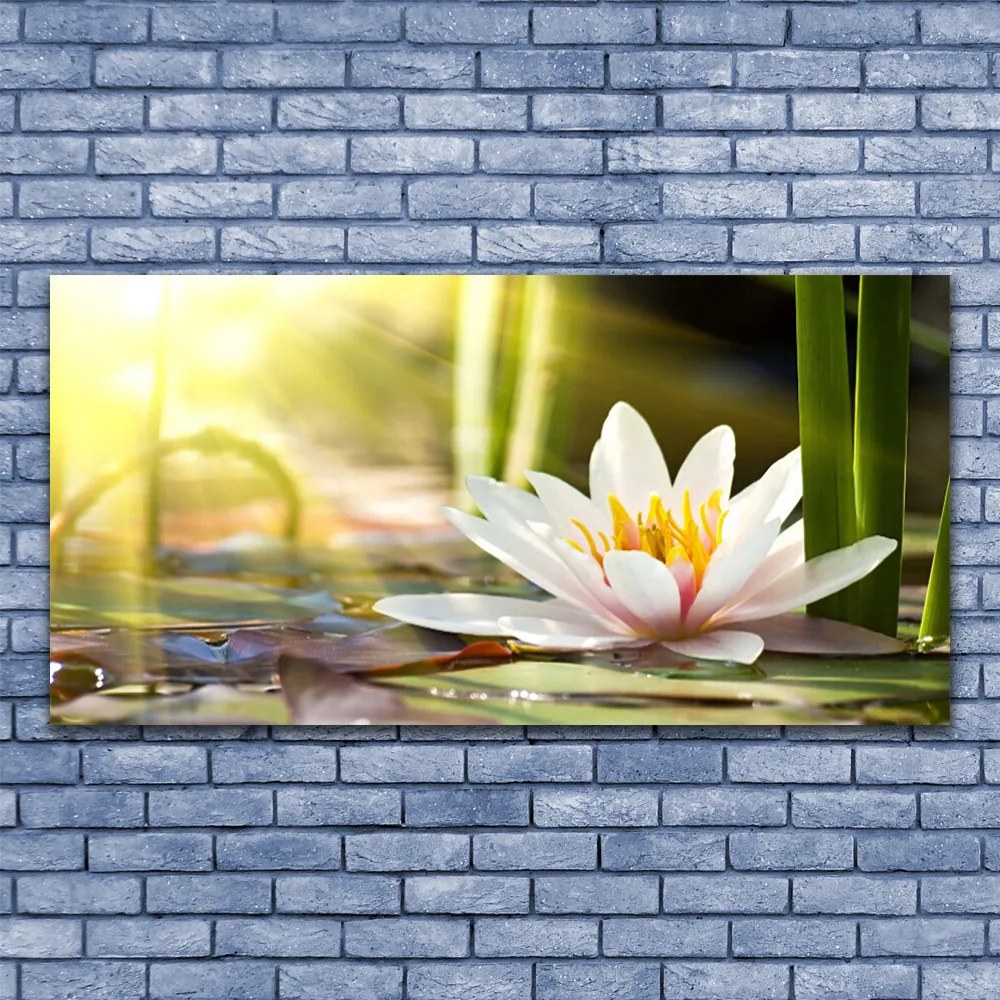 Plexisklo-obraz Květ Vodní Lilie 120x60 cm