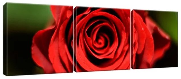 Tištěný obraz Pěkná kvetoucí růže 90x30cm 81A_3A
