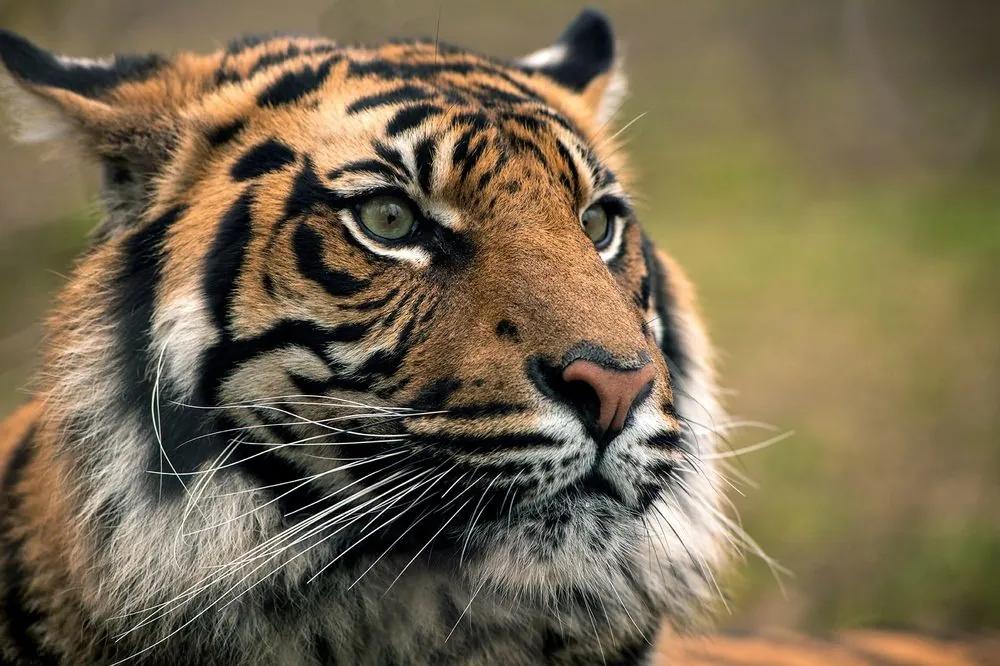 Fototapeta bengálský tygr - 225x150 cm