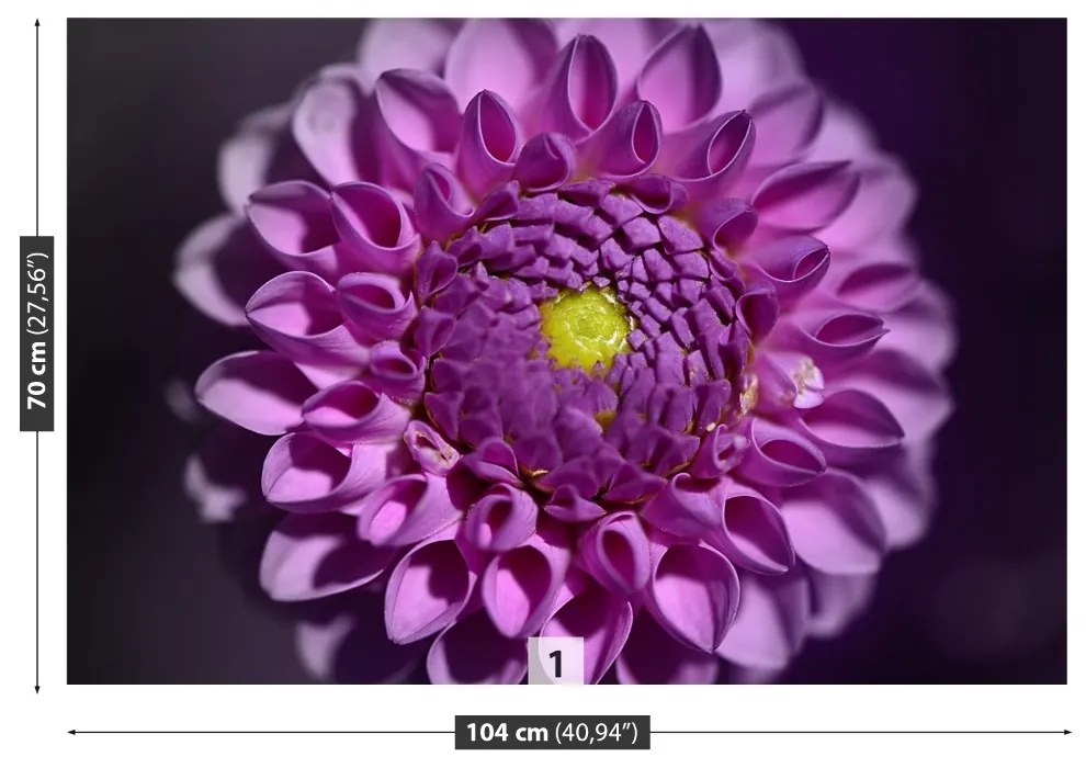 Fototapeta Dahlia růžová 104x70