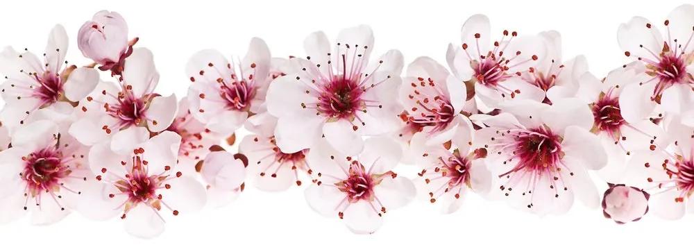 Tapeta okouzlující třešňové květy - 150x100 cm