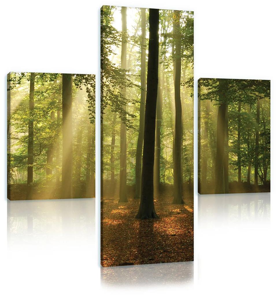 Postershop Obraz na plátně: Slunce v lese (4) - set 1ks 80x30 cm a 2ks 37,5x24,8 cm