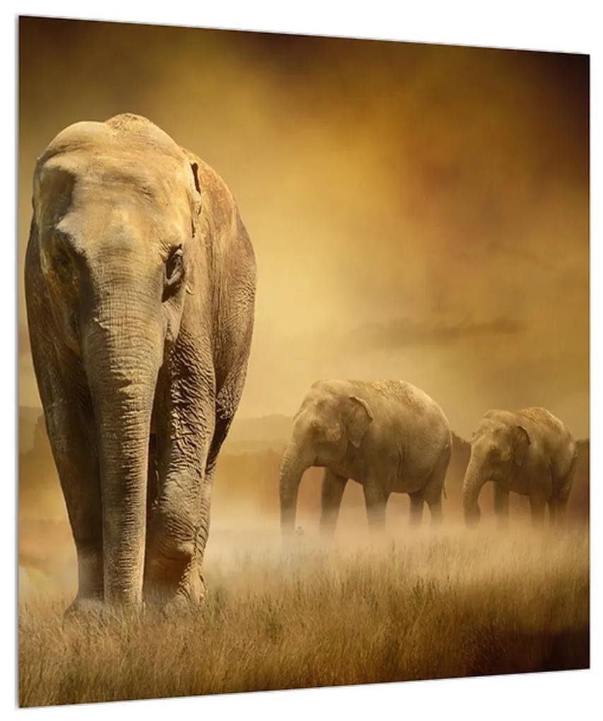 Obraz slona (40x40 cm)