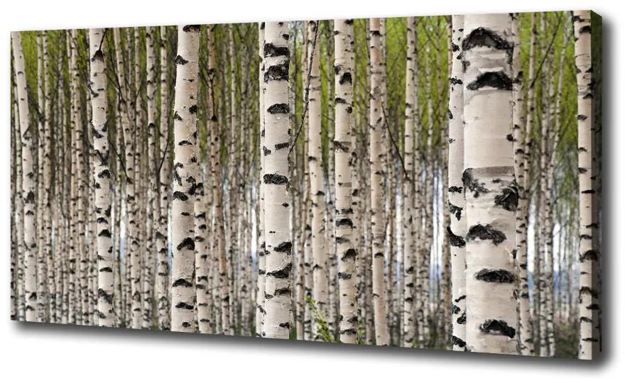 Wallmuralia Moderní fotoobraz canvas na rámu Břízový les 100x50