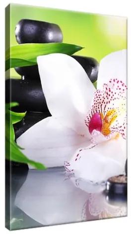 Tištěný obraz Bílá orchidej a kameny 20x30cm 1995A_1S