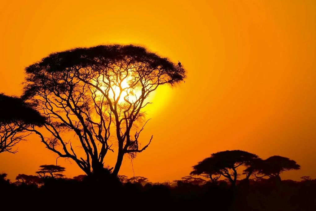 DIMEX | Samolepicí vliesová fototapeta na zeď Západ slunce v Africe MA-5-1838 | 375 x 250 cm | černá, žlutá, oranžová