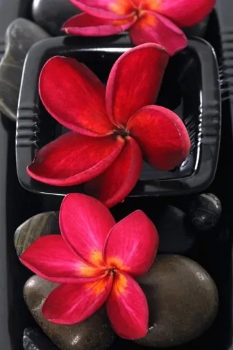 Obraz na plátně - Červené orchideje