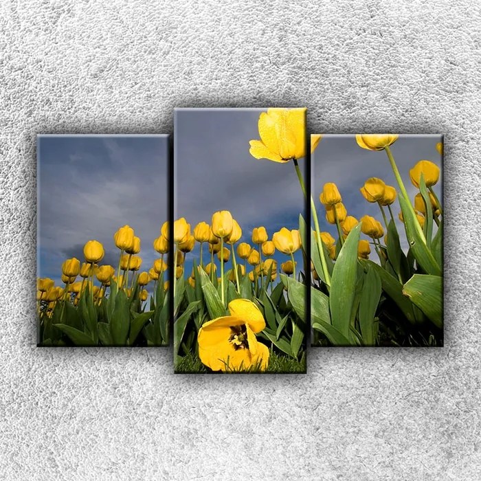 3 dílný obraz Pole žlutých tulipánů 2