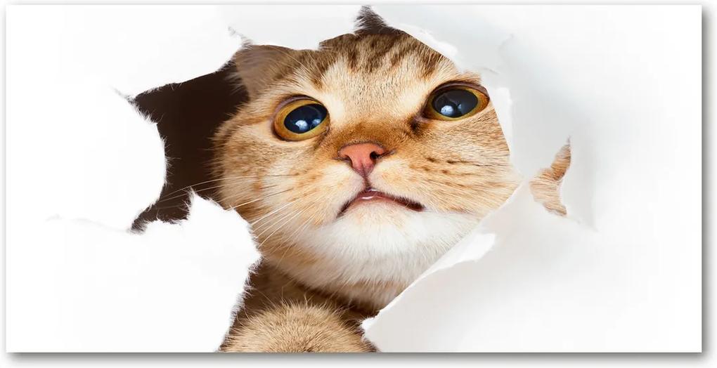Moderní skleněný obraz z fotografie Kočka v díře