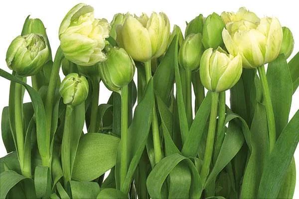 Komar Fototapeta tapeta Tulips - Tulipány, 368x254cm, 8D 8-900, skladem poslední 1 ks
