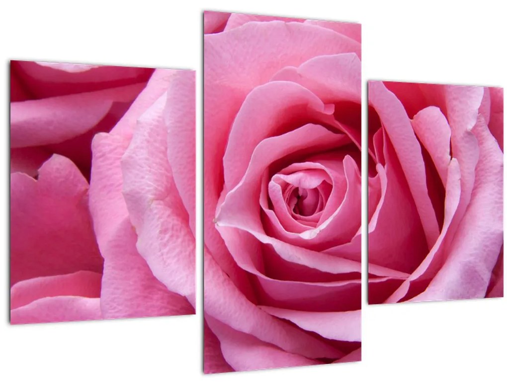 Obraz růže (90x60 cm), 40 dalších rozměrů