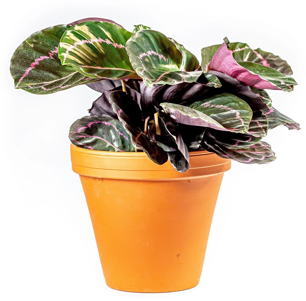 Gardners Pokojová rostlina  Calathea roseopicta Dotie, průměr 12 cm