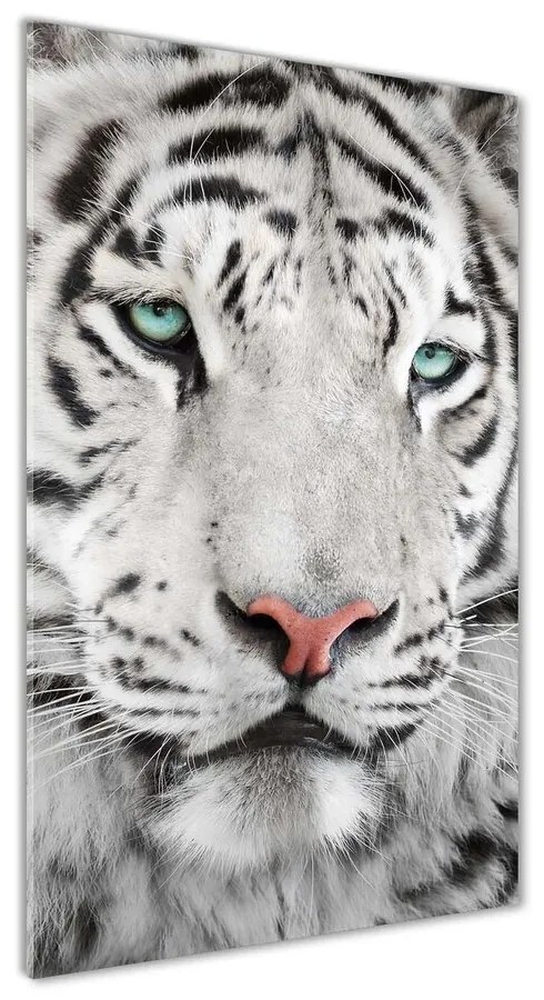 Wallmuralia Moderní akrylový fotoobraz Bílý tygr 50x100 cm