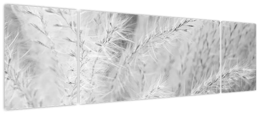 Obraz - Pampas grass N⁰1 (170x50 cm)