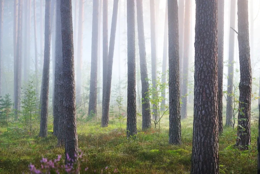 Fototapeta Les V Mlze Omyvatelný vlies 90x60