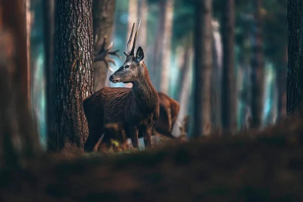 Samolepící fototapeta jelen v borovém lese - 150x100 cm
