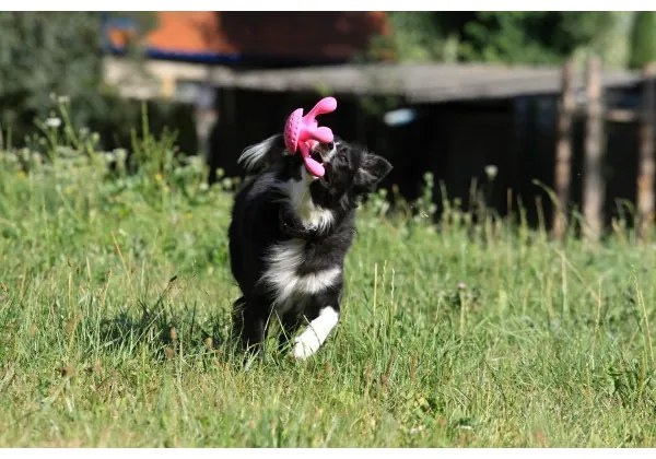 Beeztees Plovací chobotnice Kiwi z TPR pěny různé barvy Barva: Zelená
