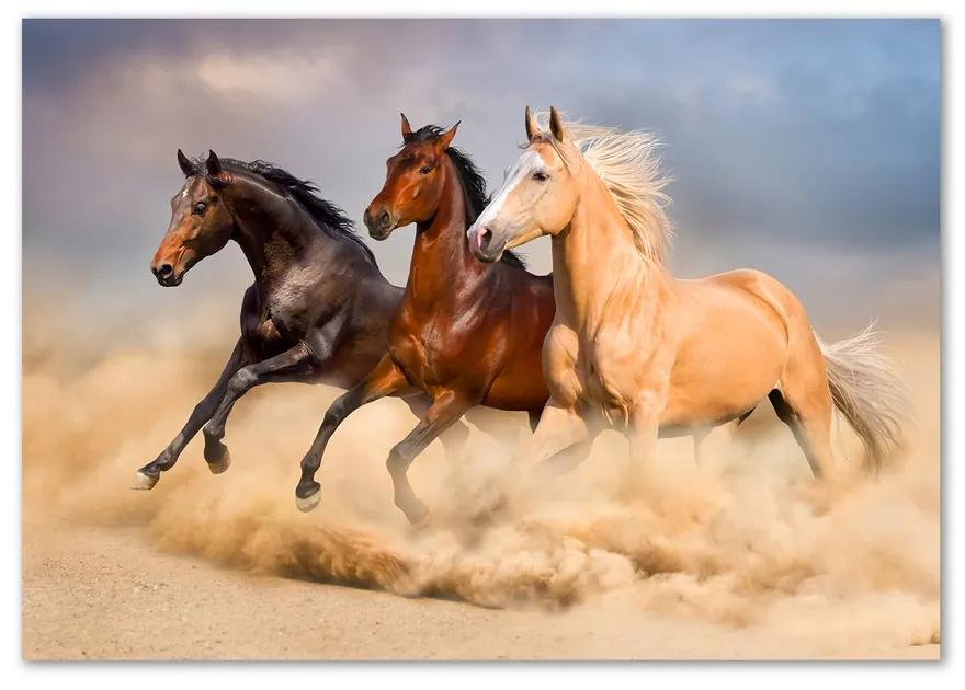 Wallmuralia Foto obraz akrylový Koně ve cvalu 100x70
