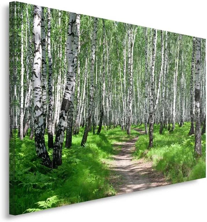 CARO Obraz na plátně - Birch Forest 2 40x30 cm
