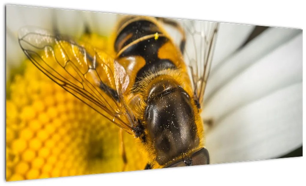 Obraz - detail včely (100x40cm)