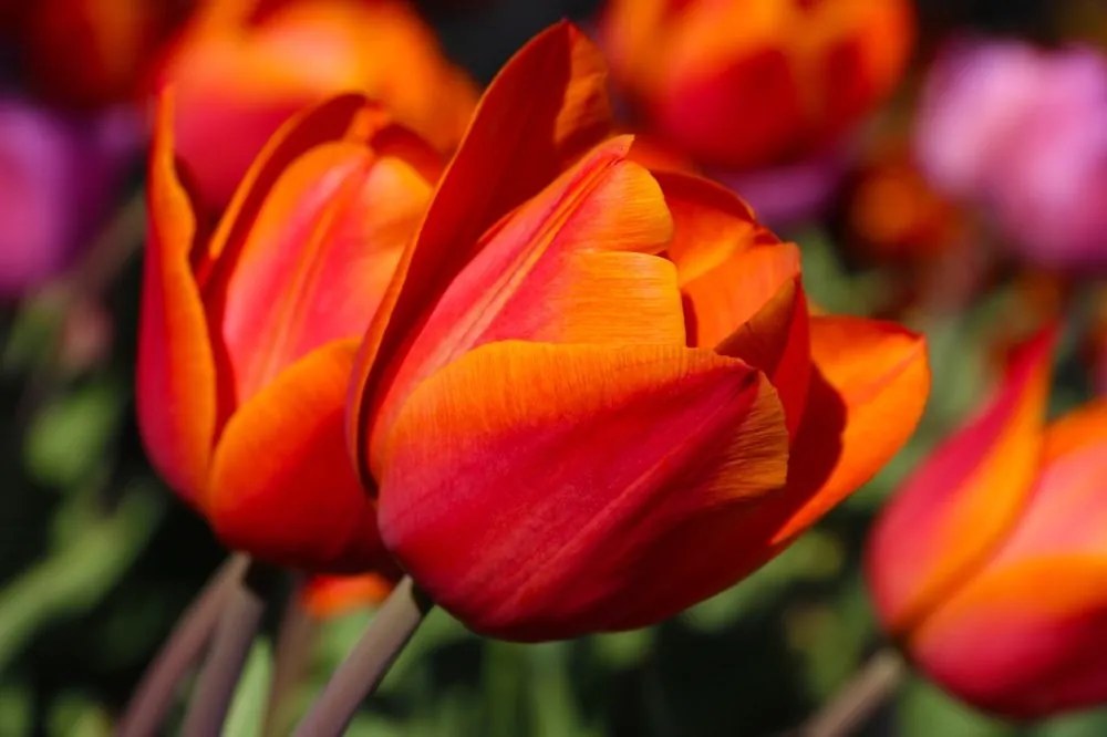 Samolepící fototapeta nádherné tulipány na louce - 150x100 cm