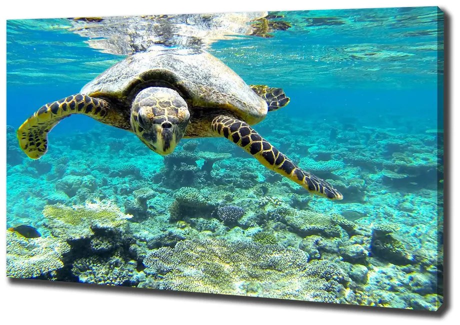 Wallmuralia Foto obraz na plátně Mořská želva 100x70 cm