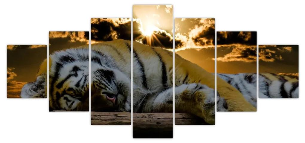 Obraz spícího tygra (210x100 cm)