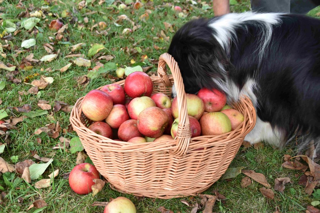 Vingo Proutěný košík na houby Rozměry (cm): 35x28, v. 31
