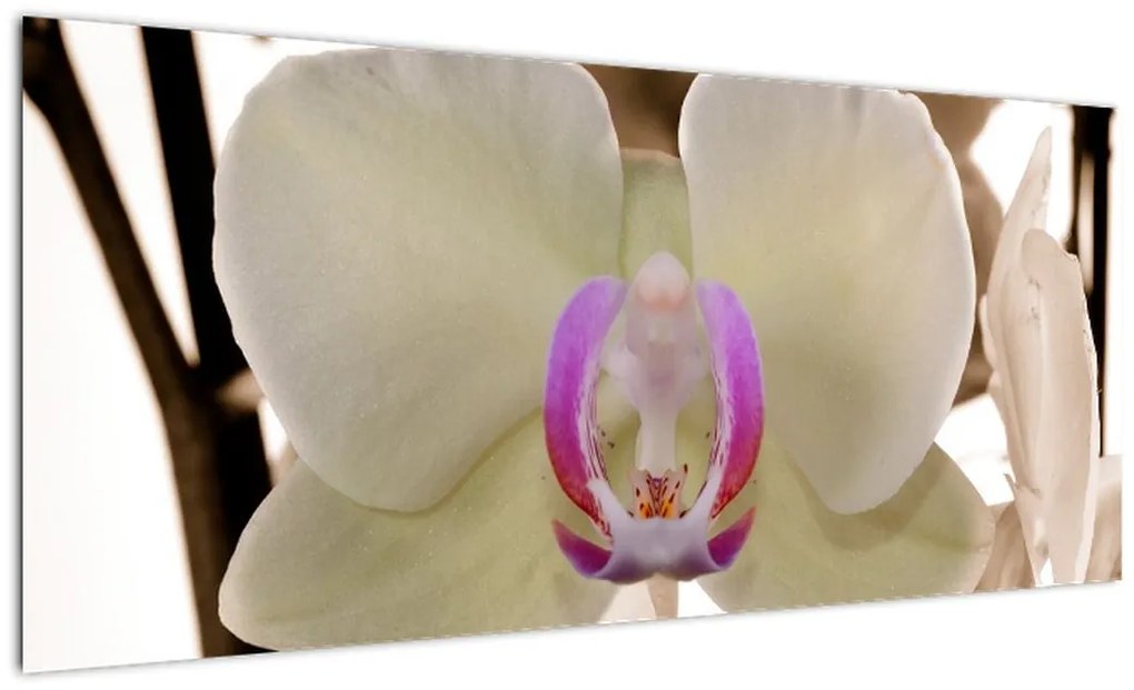 Orchidej - obraz (100x40cm)