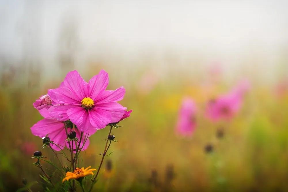 Tapeta krásný rozkvetlý růžový květ - 150x100 cm