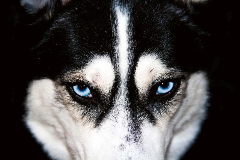 DIMEX | Vliesová fototapeta Husky MS-5-0426 | 375 x 250 cm| modrá, bílá, černá