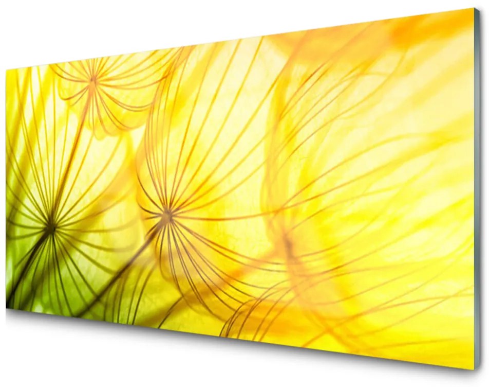 Plexisklo obraz Pampelišky Květiny Příroda