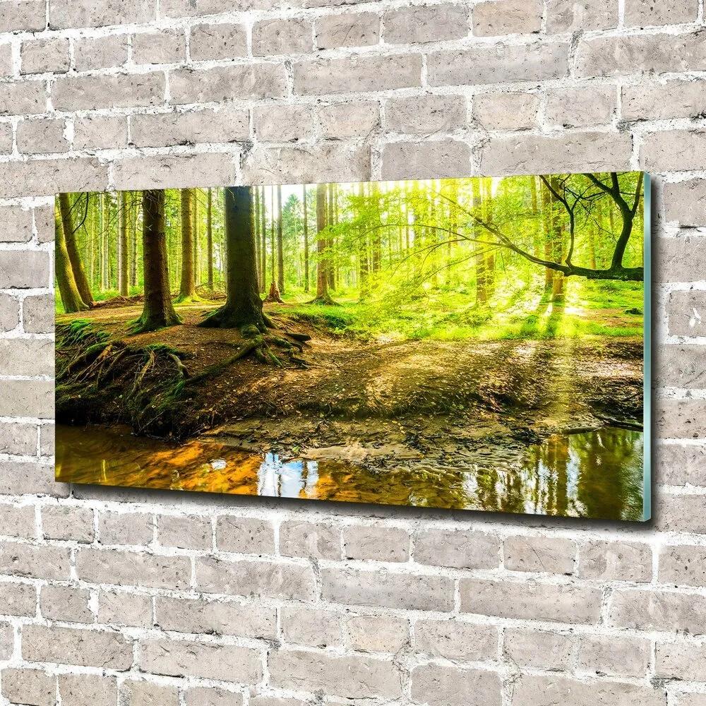 Wallmuralia Fotoobraz na skle Sluneční paprsky les 140x70 cm