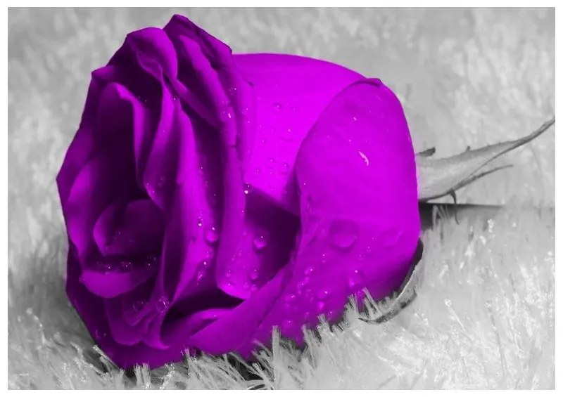Obraz fialové růže (100x70 cm), 40 dalších rozměrů