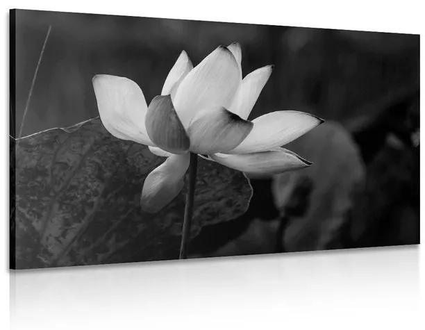 Obraz jemný lotosový květ v černobílém provedení - 60x40 cm