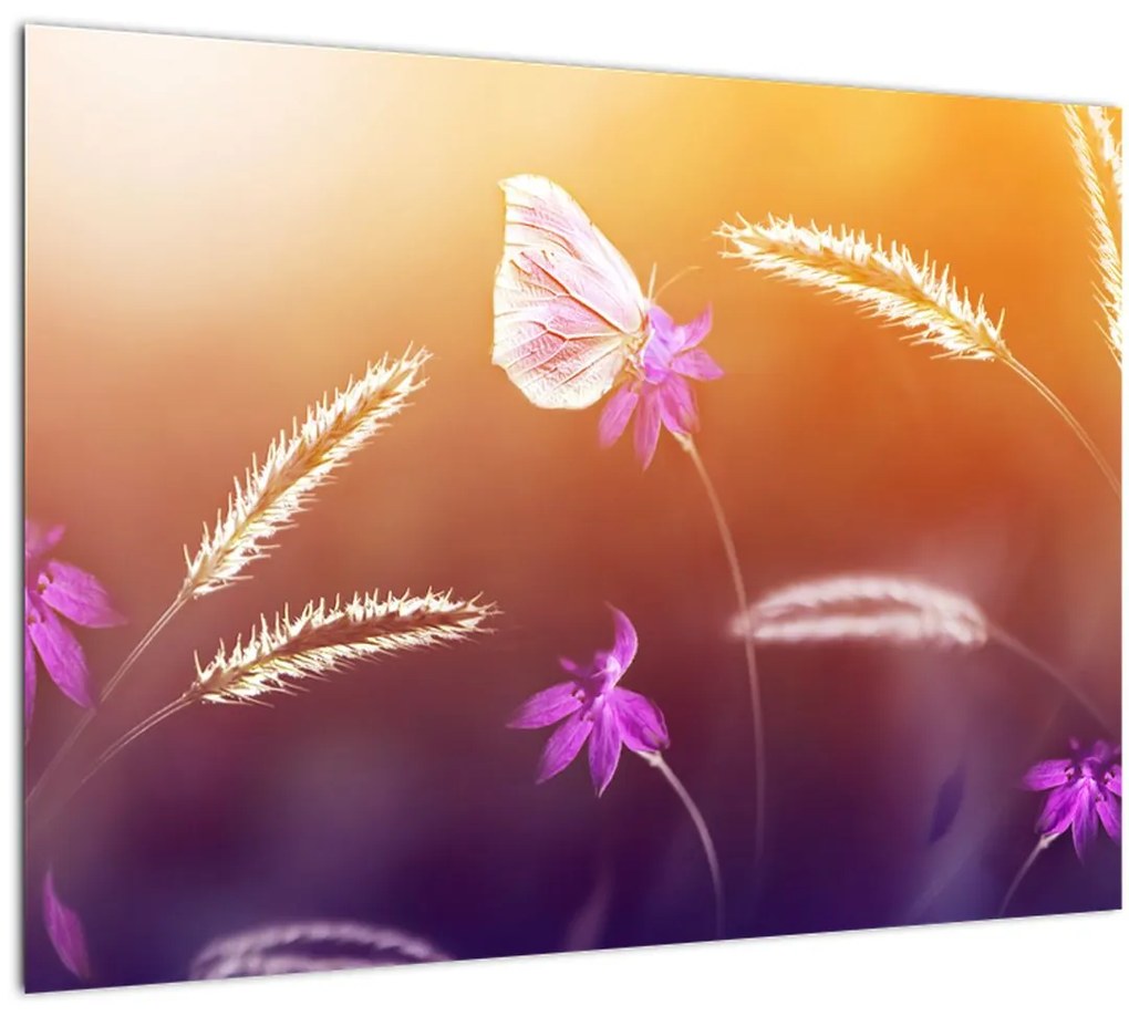 Skleněný obraz - Růžový motýl (70x50 cm)