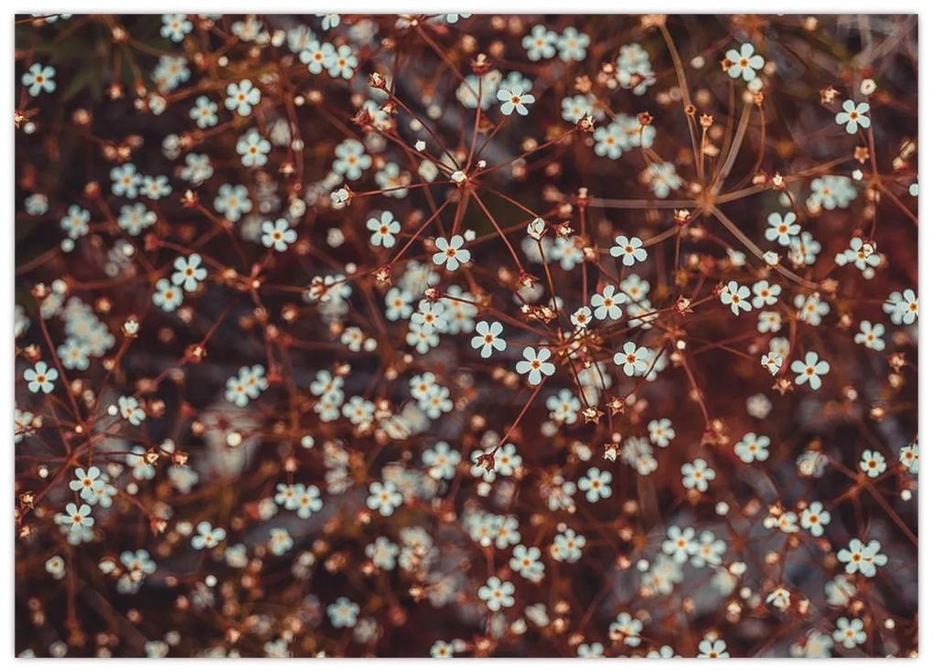 Obraz květiny Pomněnka lesní (70x50 cm)