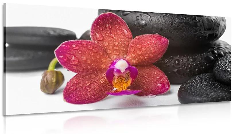 Obraz orchidej a Zen kameny na bílém pozadí Varianta: 100x50