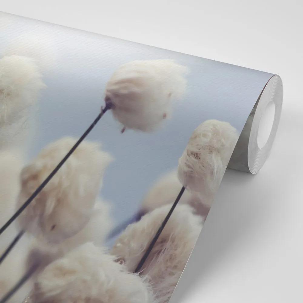 Samolepící fototapeta arktické květiny bavlny