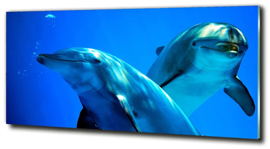 Wallmuralia Moderní skleněný obraz z fotografie Dva delfíni 125x50 cm