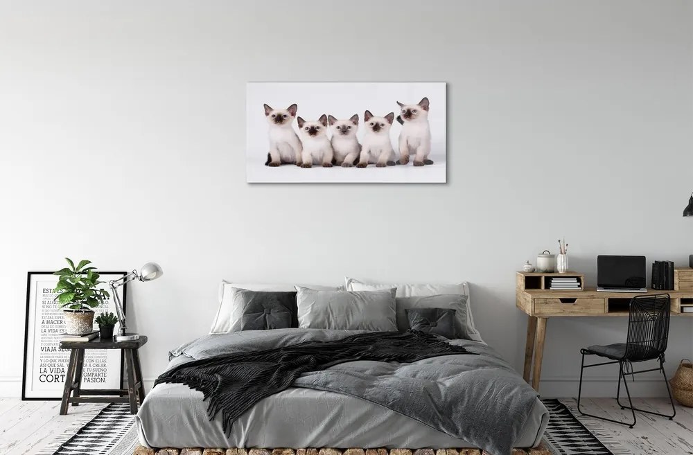 Obraz na skle malé kočky 140x70 cm