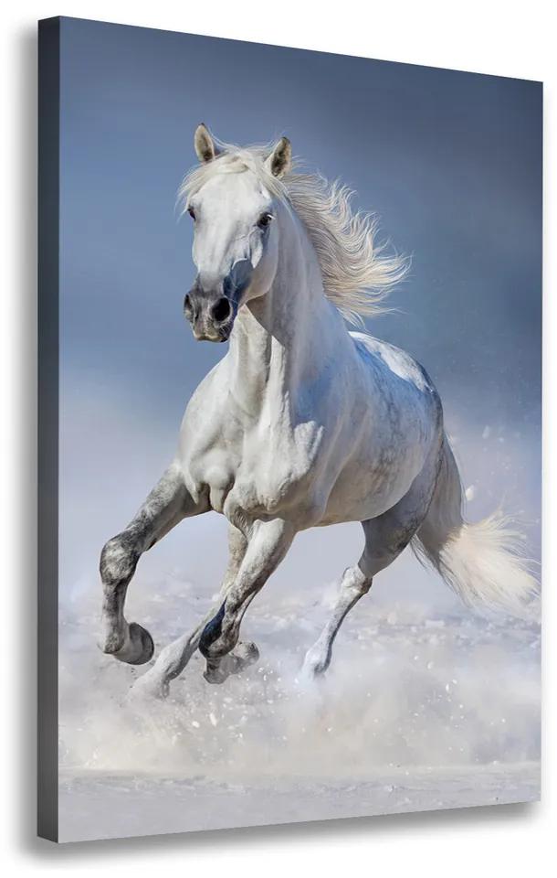 Wallmuralia Foto obraz na plátně Bílý kůň cval 70x100 cm